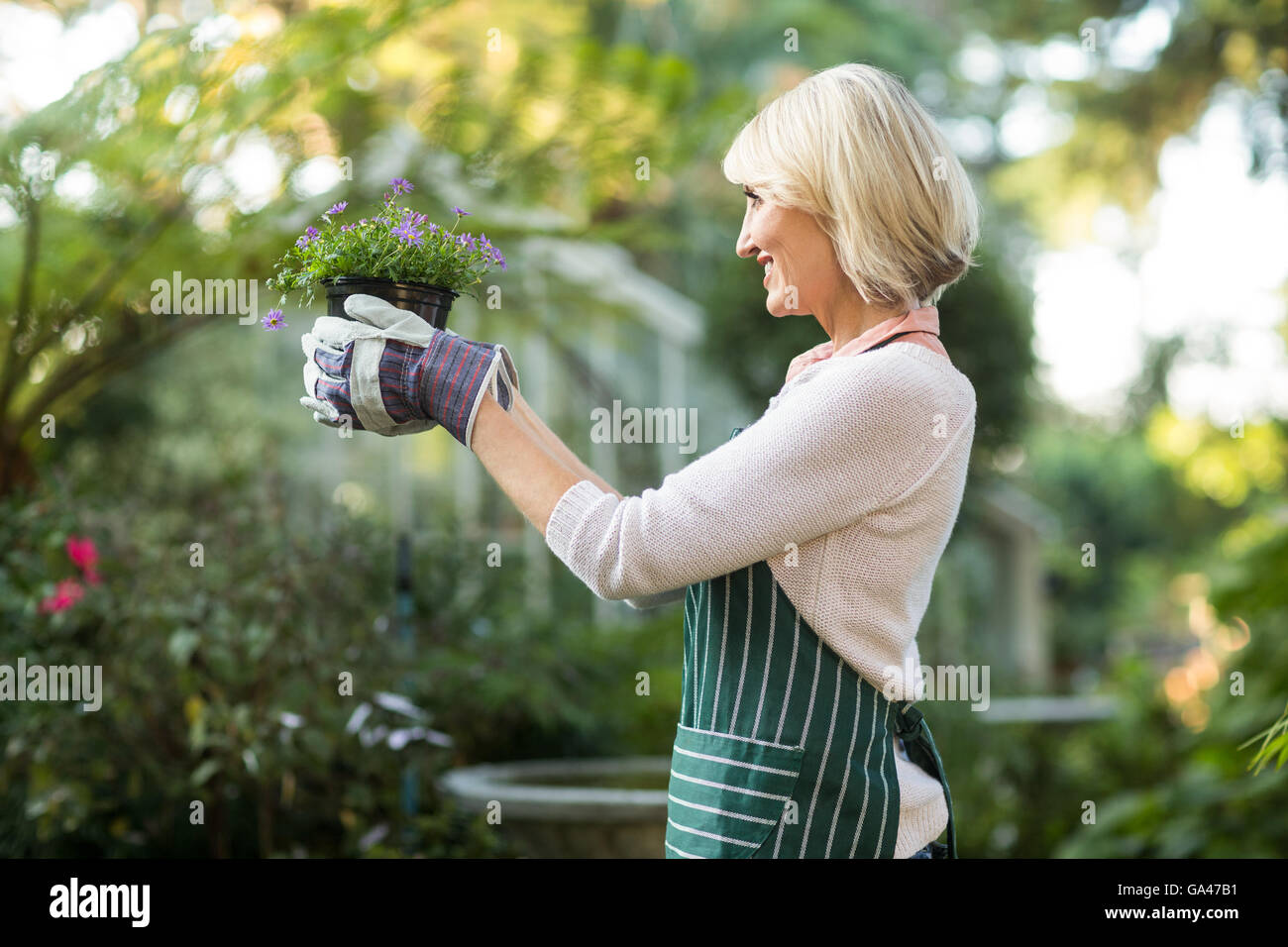 Mature female gardener holding flowering plant Stock Photo - Alamy