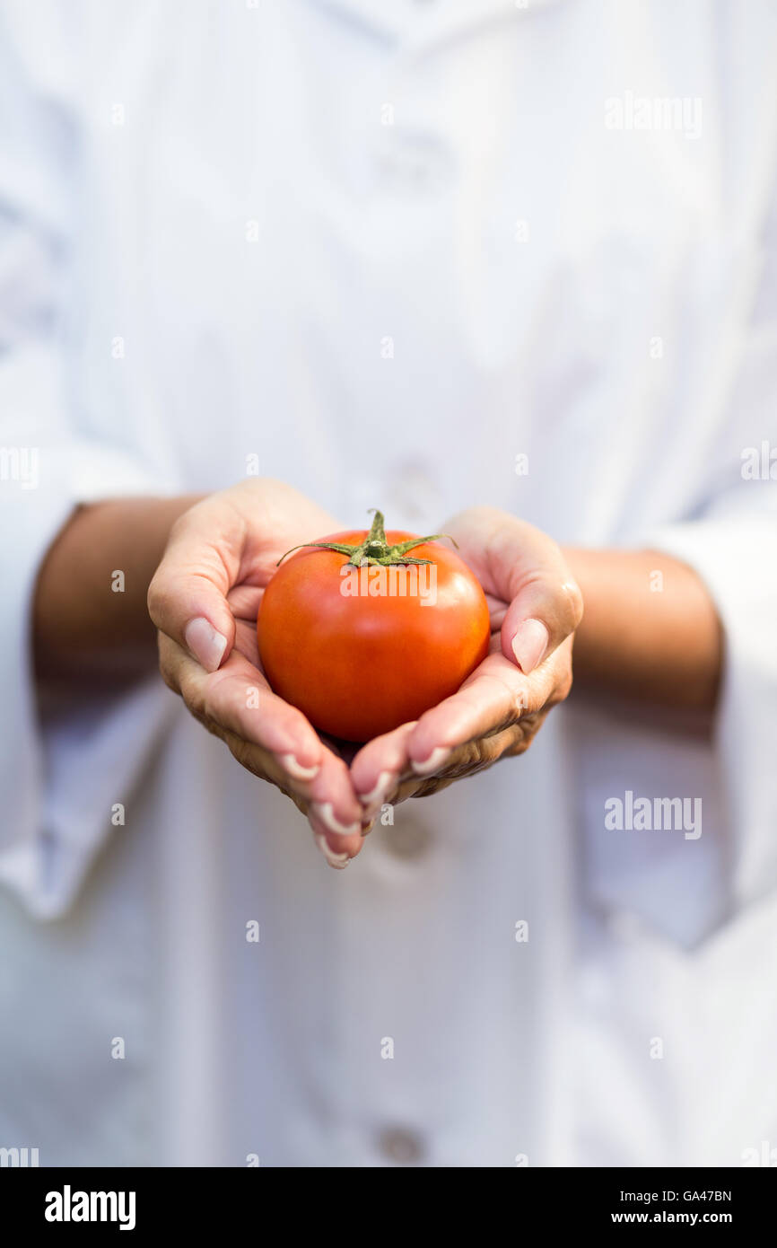 Scientist holding tomato at greenhouse Stock Photo - Alamy