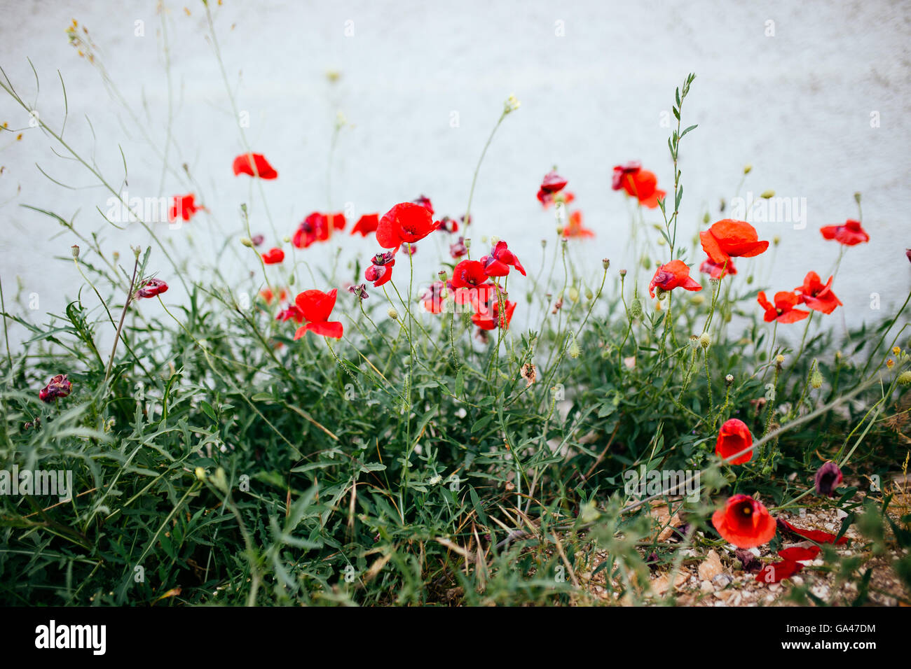 Beautiful bush of poppies Stock Photo - Alamy