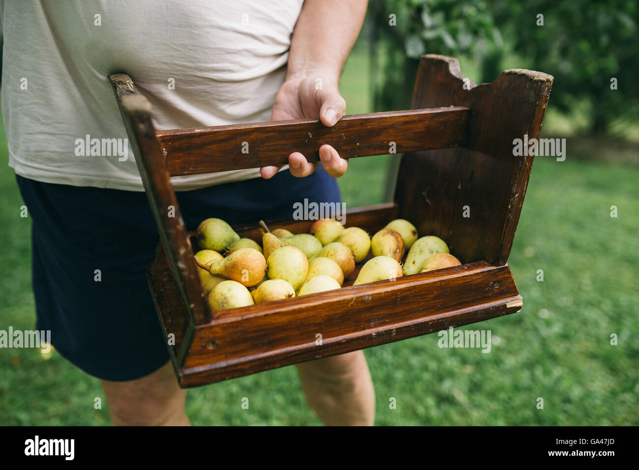 Man picking pears from tree Stock Photo - Alamy