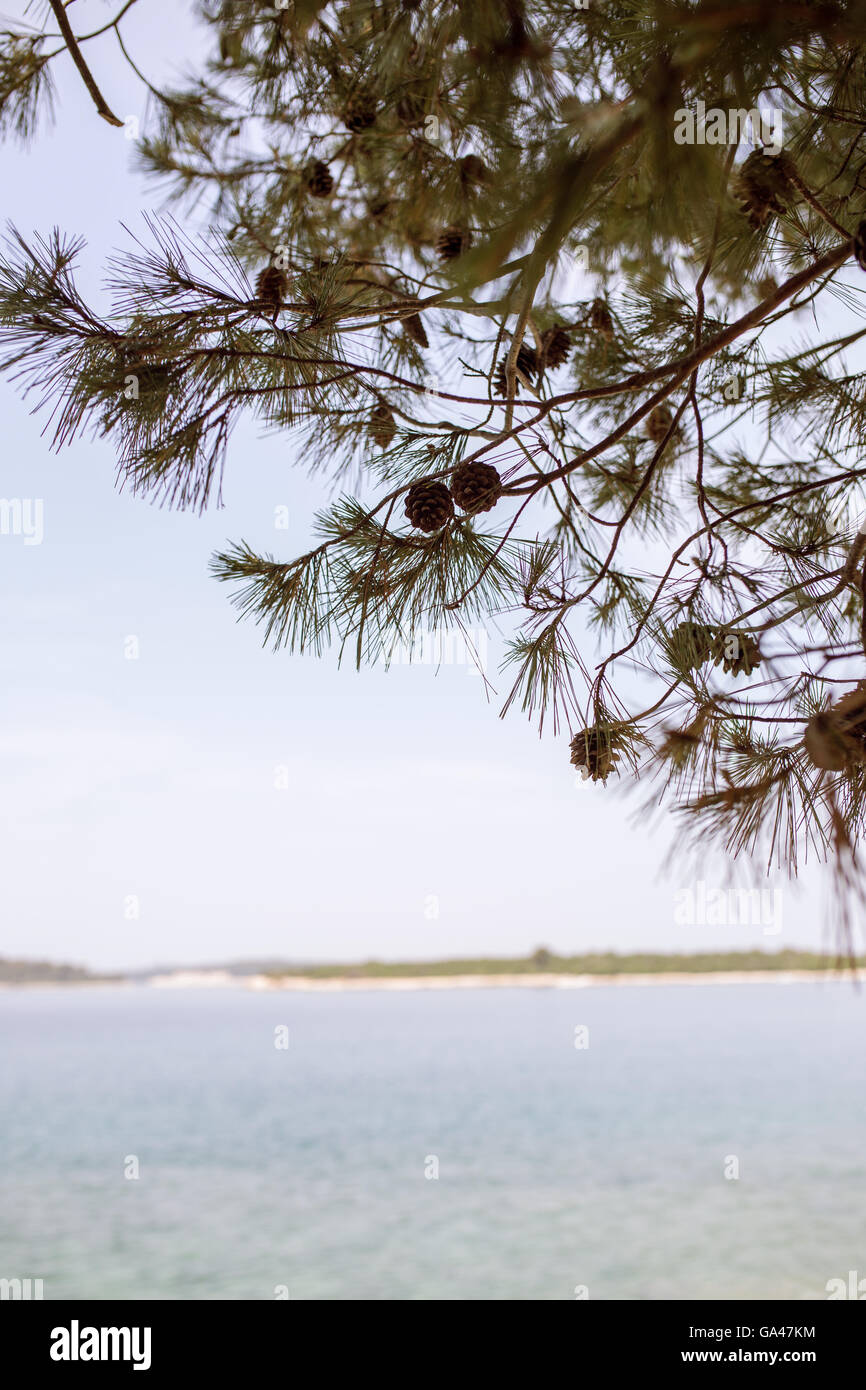 Cone of tree hi-res stock photography and images - Alamy