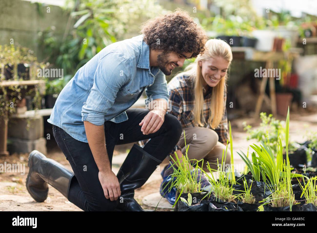 Coworkers inspecting plants Stock Photo - Alamy