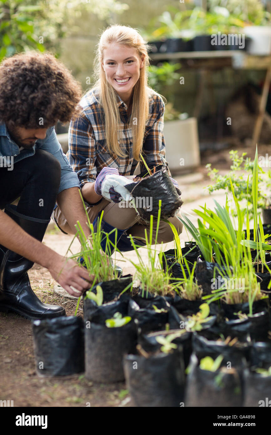 Gardeners inspecting potted plants Stock Photo - Alamy