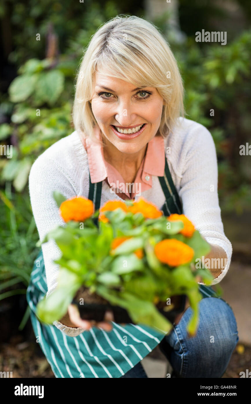 Female gardener showing potted flowering plant Stock Photo - Alamy