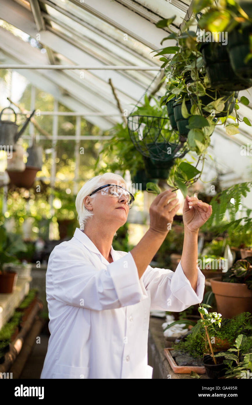 Female scientist examining plant leaves Stock Photo - Alamy