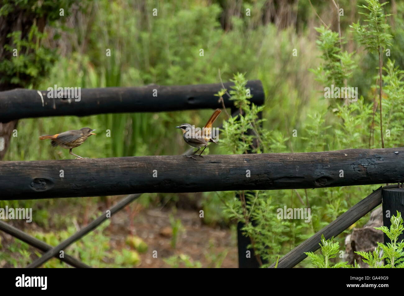 Inarticulate hi-res stock photography and images - Alamy