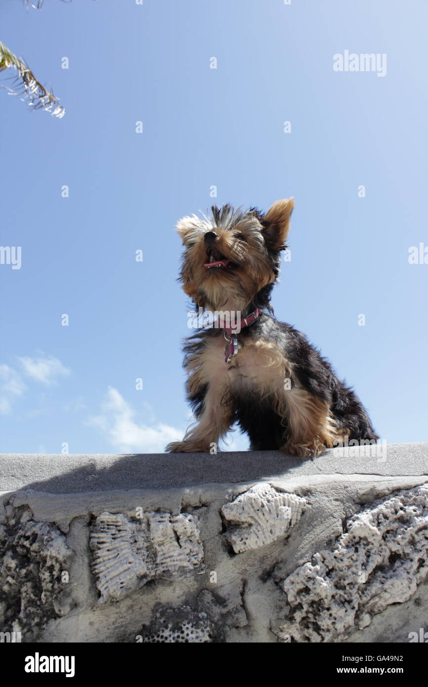 Cachorro yorkie hi-res stock photography and images - Alamy