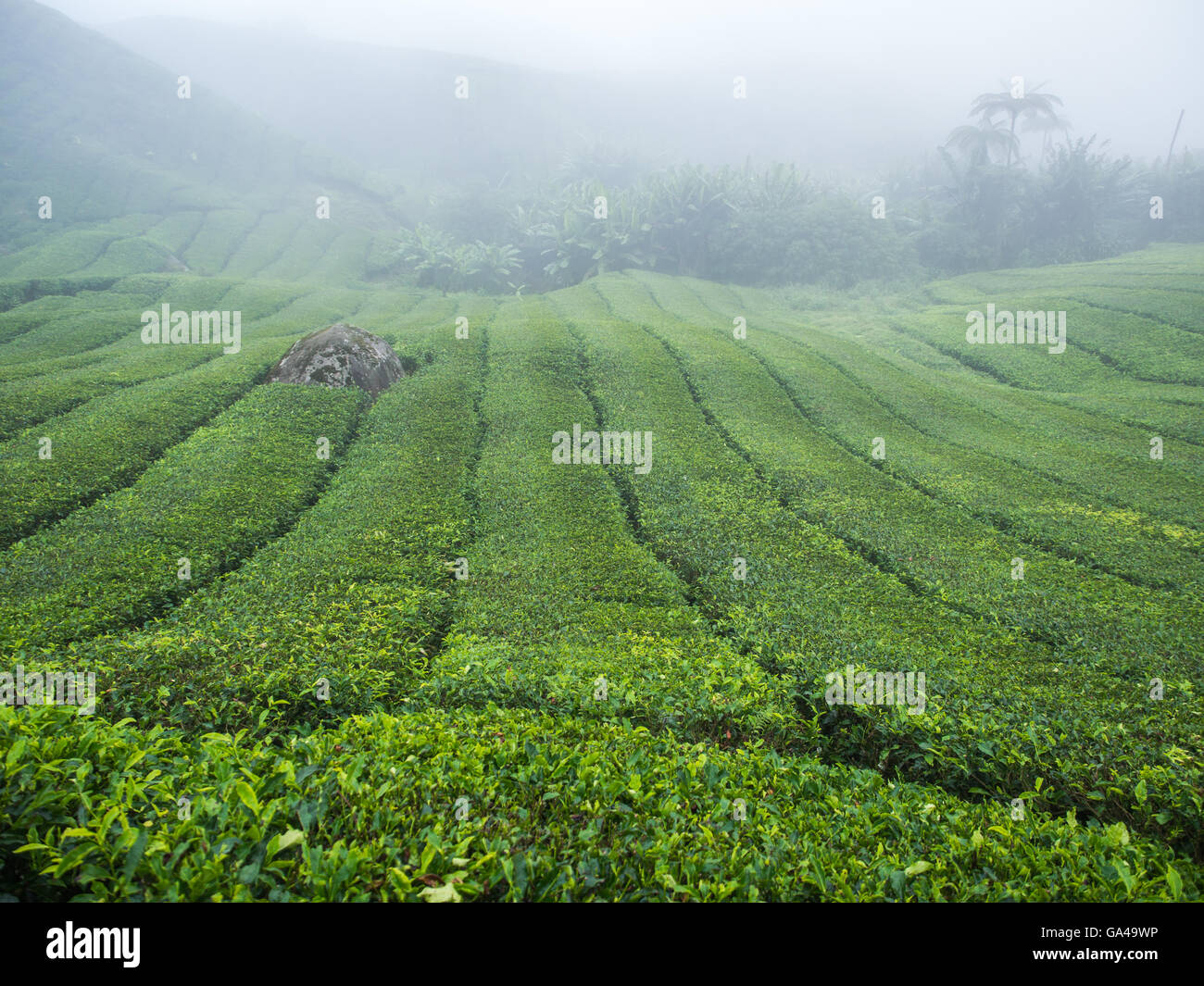 Boh Tea plantation in Cameron highlands, Malaysia Stock Photo - Alamy