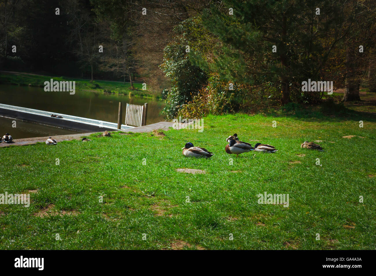 Duck while break Stock Photo - Alamy