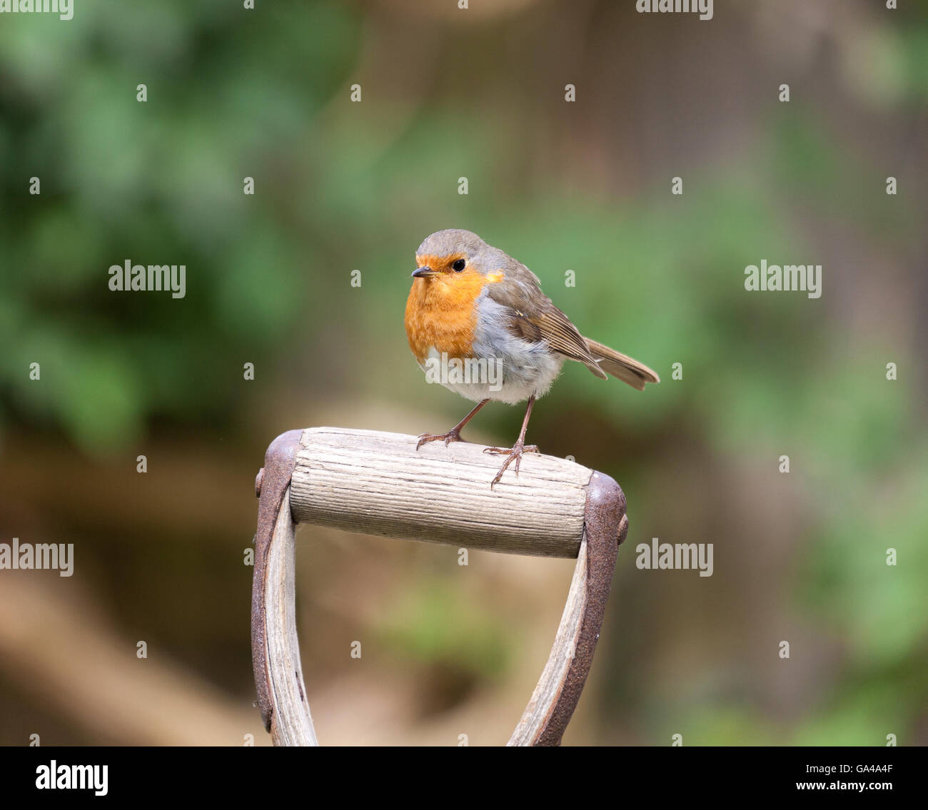 A robin perches on the handle of a garden spade Stock Photo - Alamy