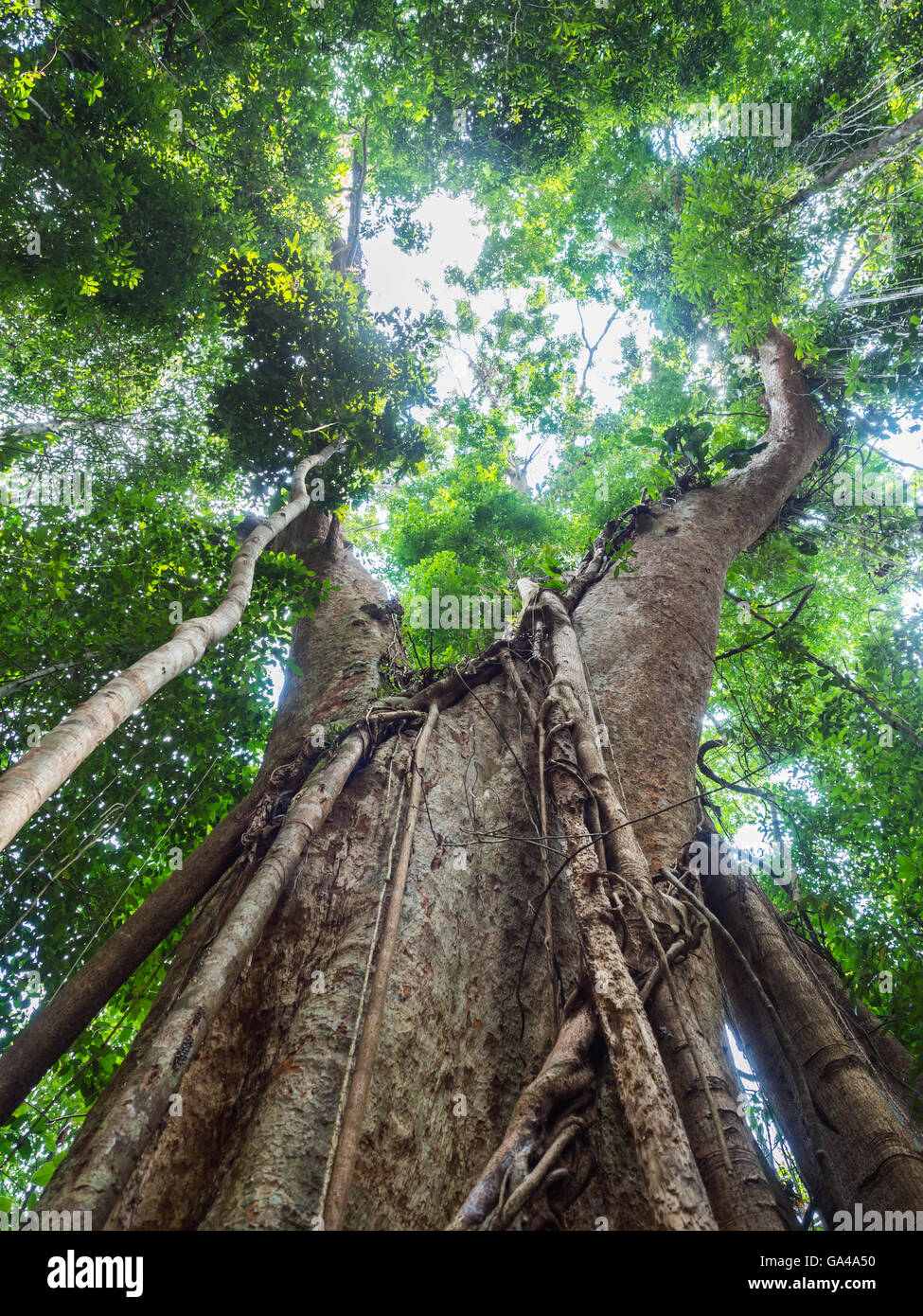 Old giant rain tree in Koh Kood, Trat, Thailand Stock Photo - Alamy