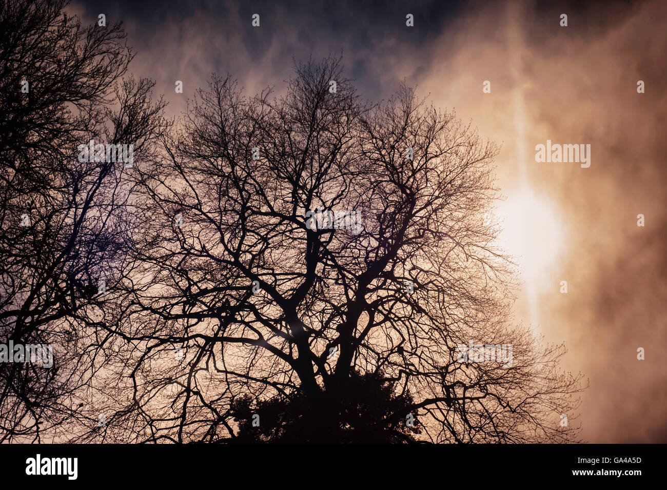 White clouds behind tree hi-res stock photography and images - Alamy