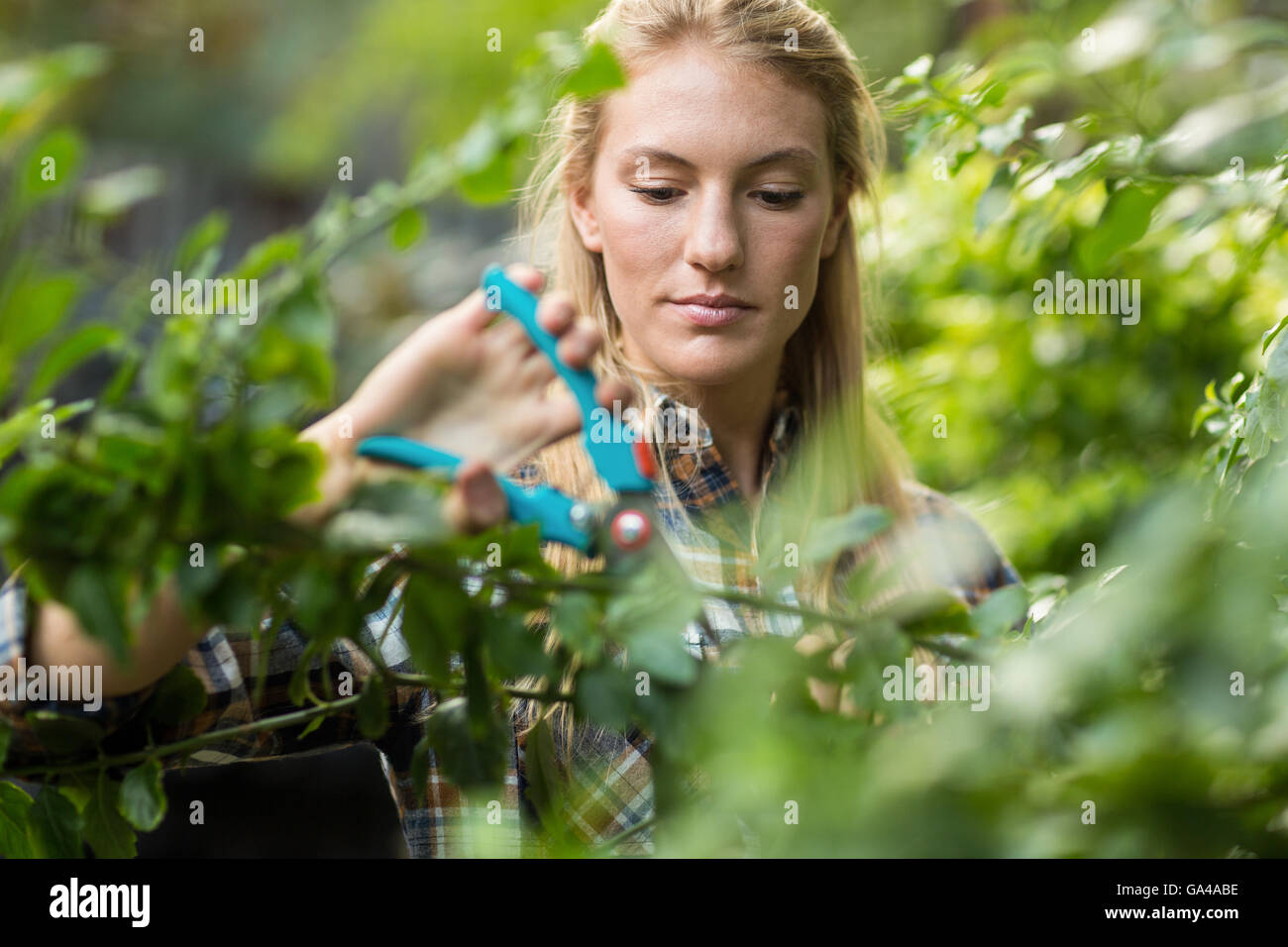 Female gardener pruning plants at greenhouse Stock Photo - Alamy
