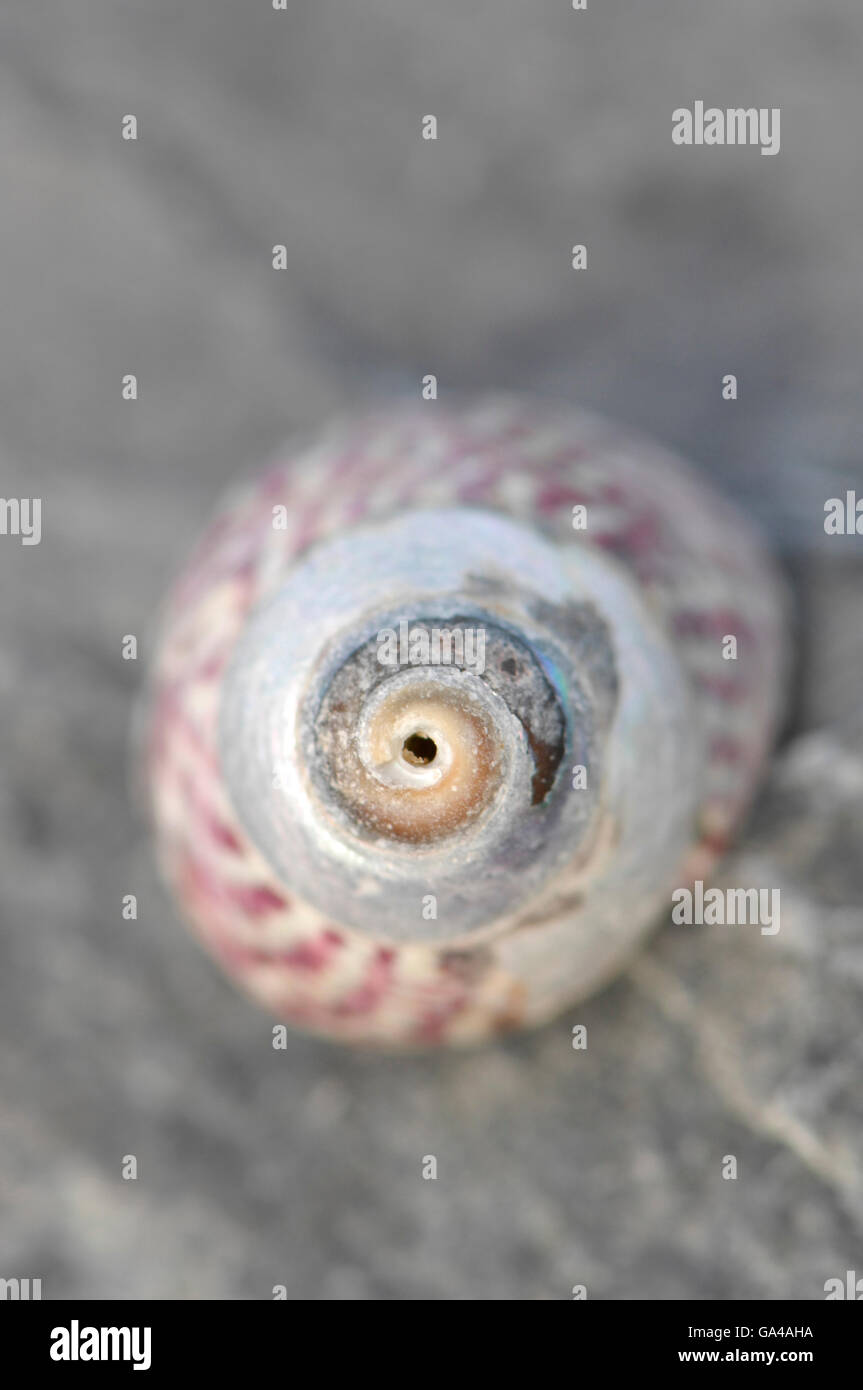 Sculpted shells hi-res stock photography and images - Alamy