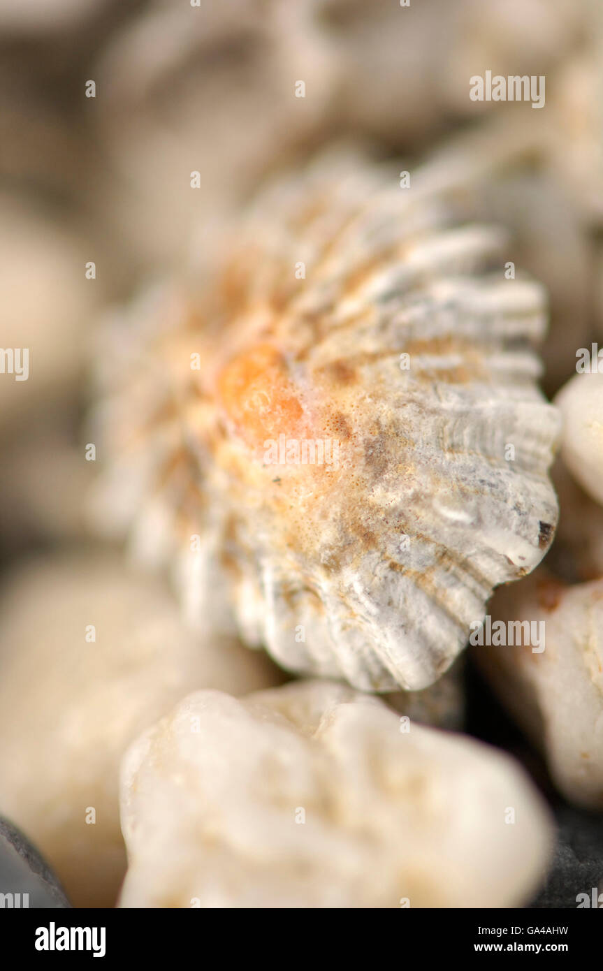 Sculpted shells hi-res stock photography and images - Alamy