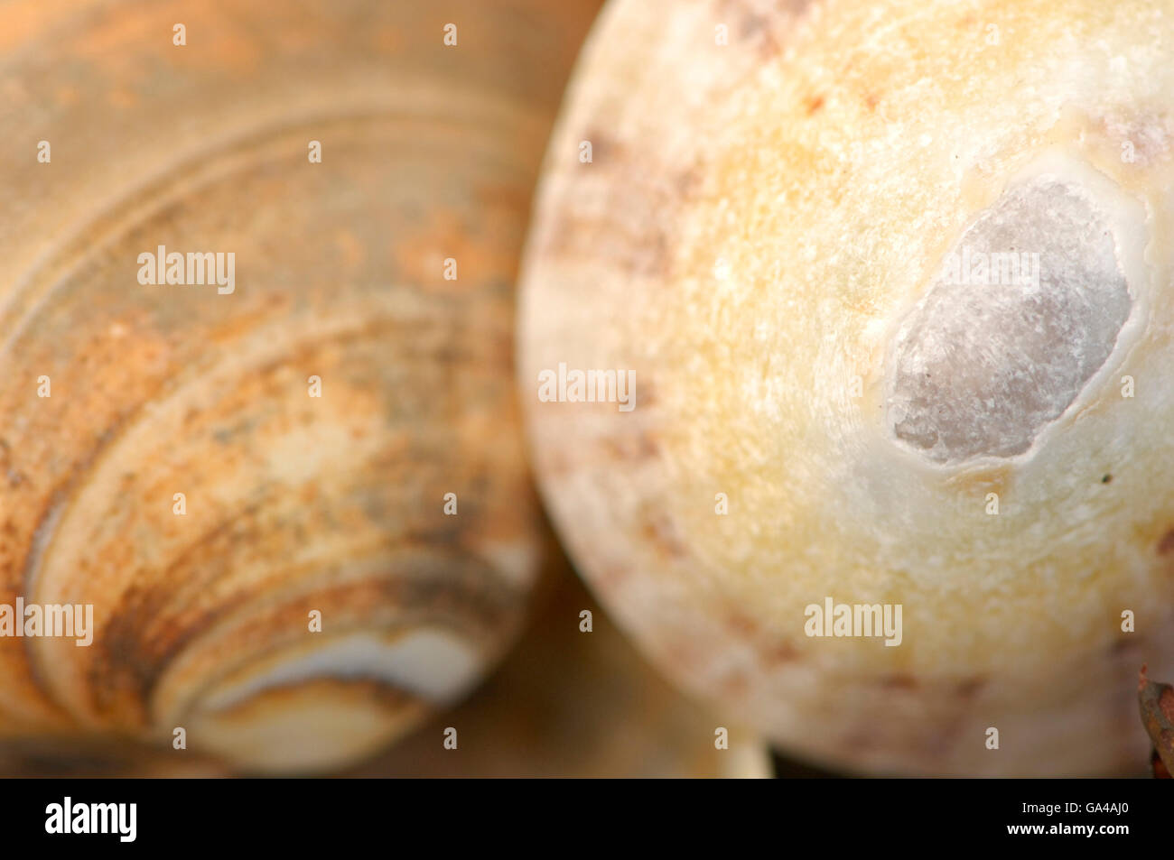 Cone shaped shell hi-res stock photography and images - Alamy