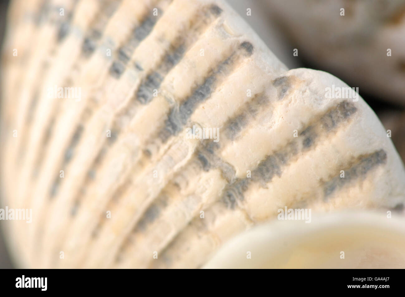 Sculpted shells hi-res stock photography and images - Alamy