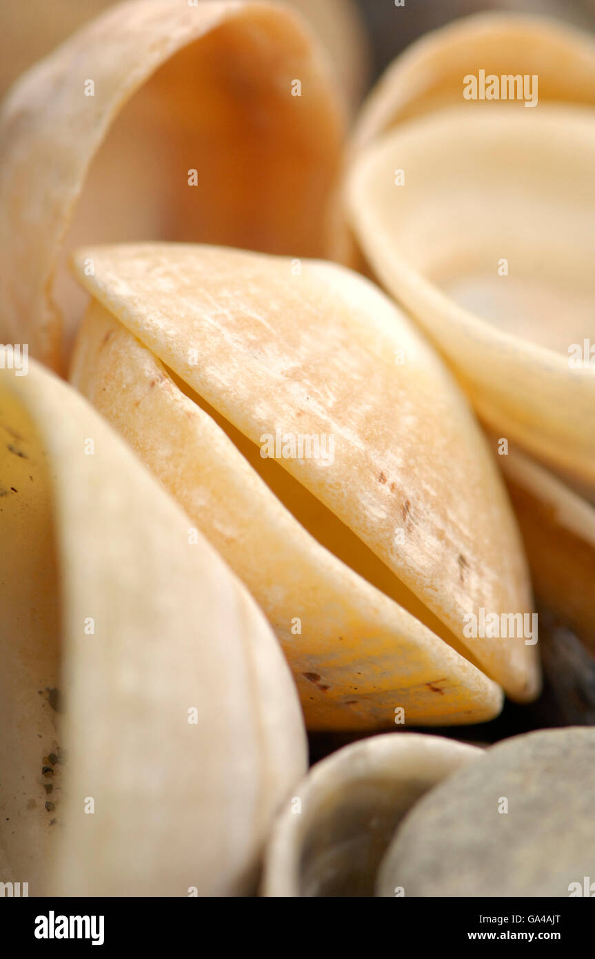 Shells spiral formation hi-res stock photography and images - Alamy