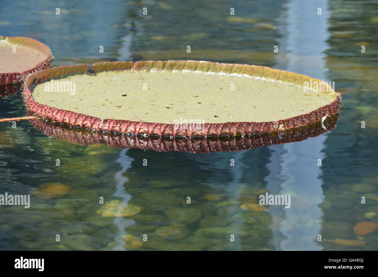 Giant Lily Pad Stock Photo - Alamy