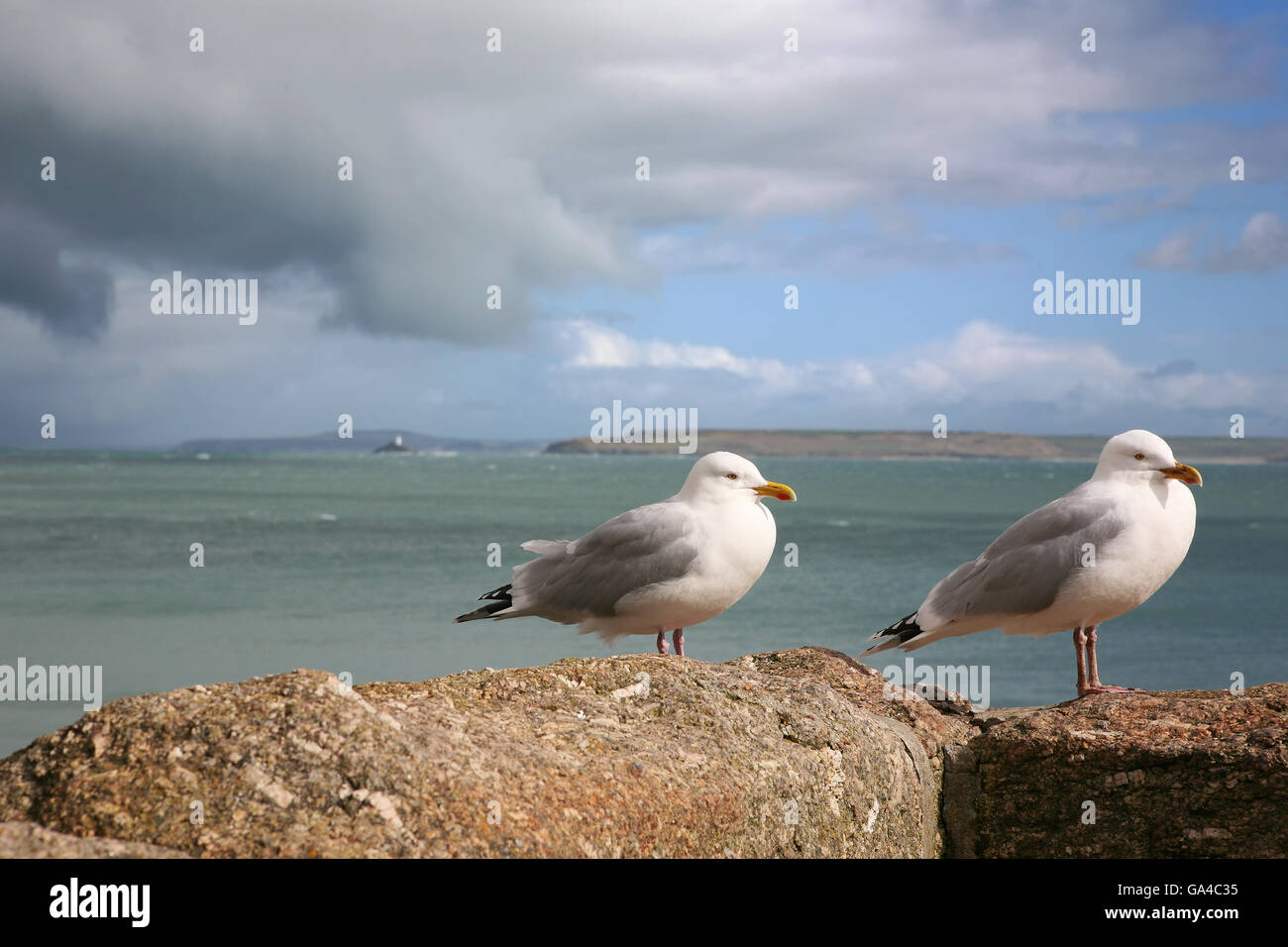 St ives sea birds hi-res stock photography and images - Alamy