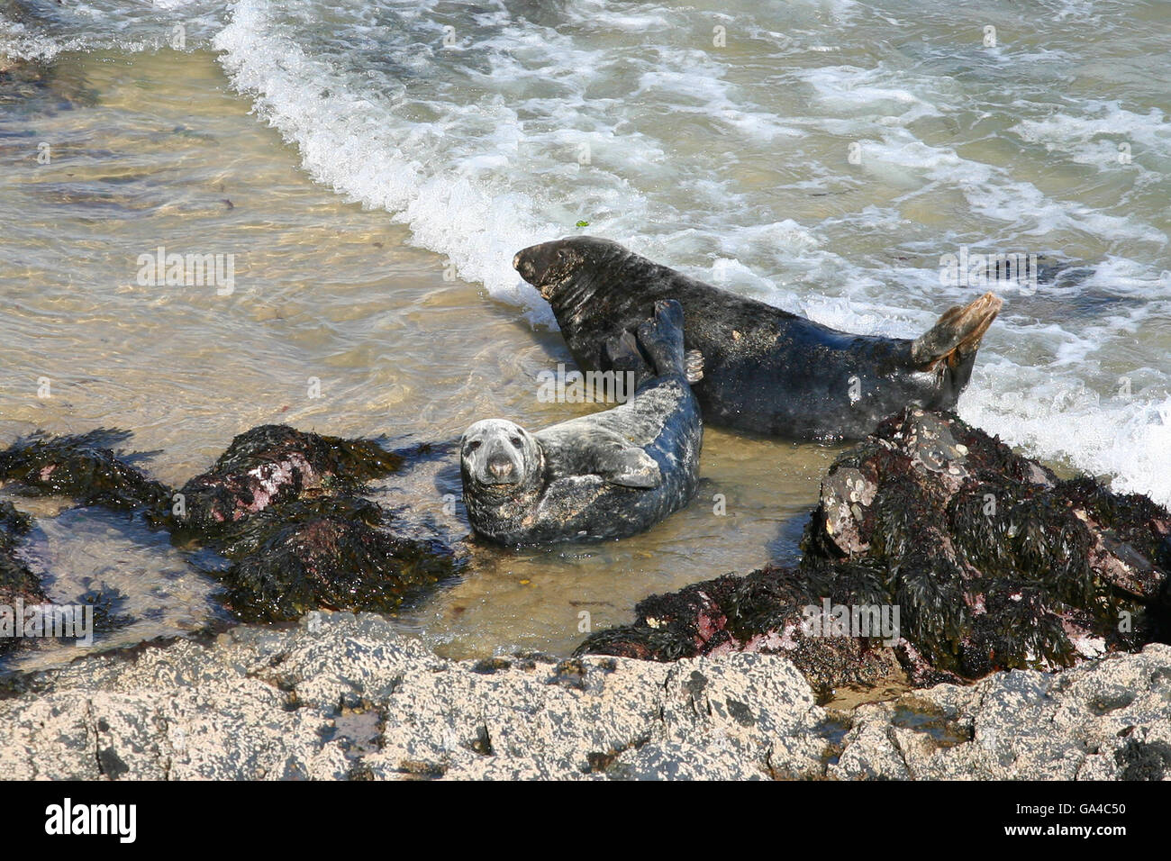 Grey seals, Killigerran Head, Roseland, Cornwall,UK Stock Photo - Alamy