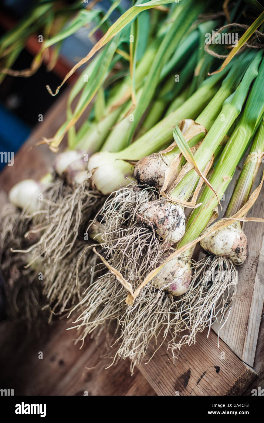 Provence wight garlic drying on the back of a wooden door Stock Photo ...