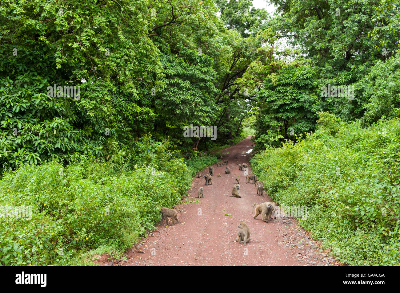 Forest baboon hi-res stock photography and images - Alamy