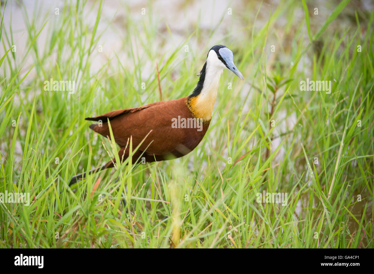 African Jacana (Actophilornis africana), Lake Manyara National Park ...