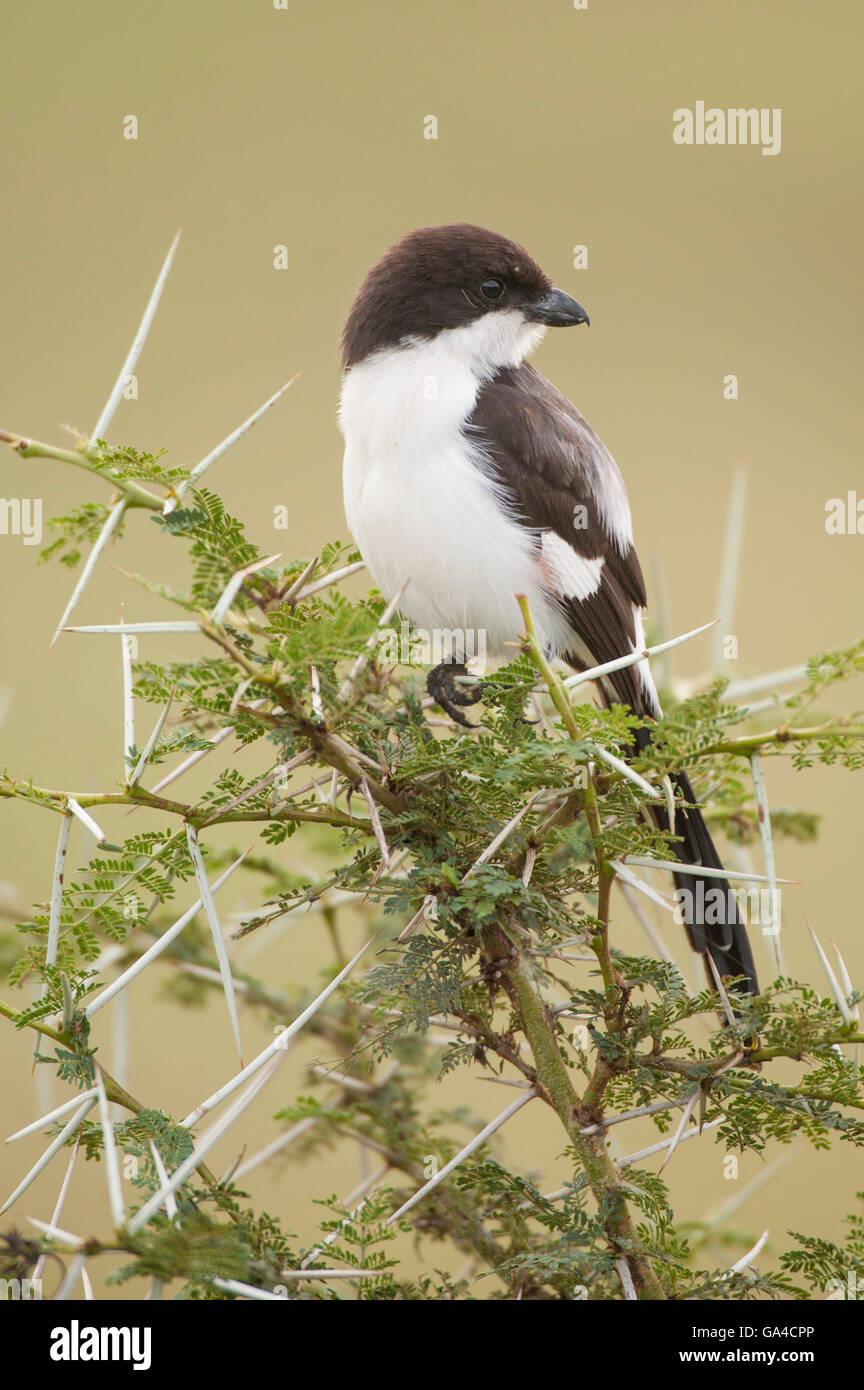 Long-tailed fiscal, Lanius cabanisi, Lake Manyara National Park ...