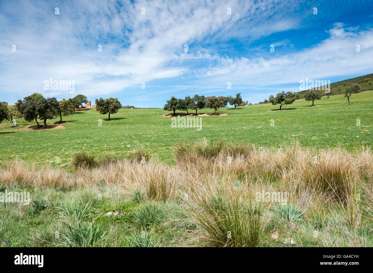Flowering fallows in Toledo Mountains, Ciudad Real Province, Spain ...