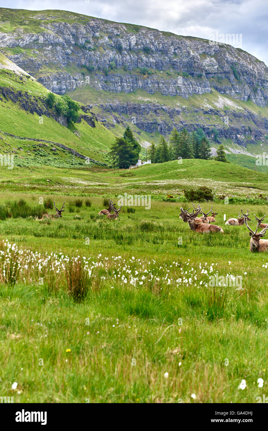 Assynt is a region and parish in the southwest of Sutherland, Scotland ...