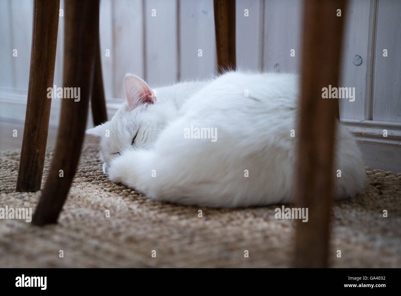 sleeping white cat Stock Photo - Alamy