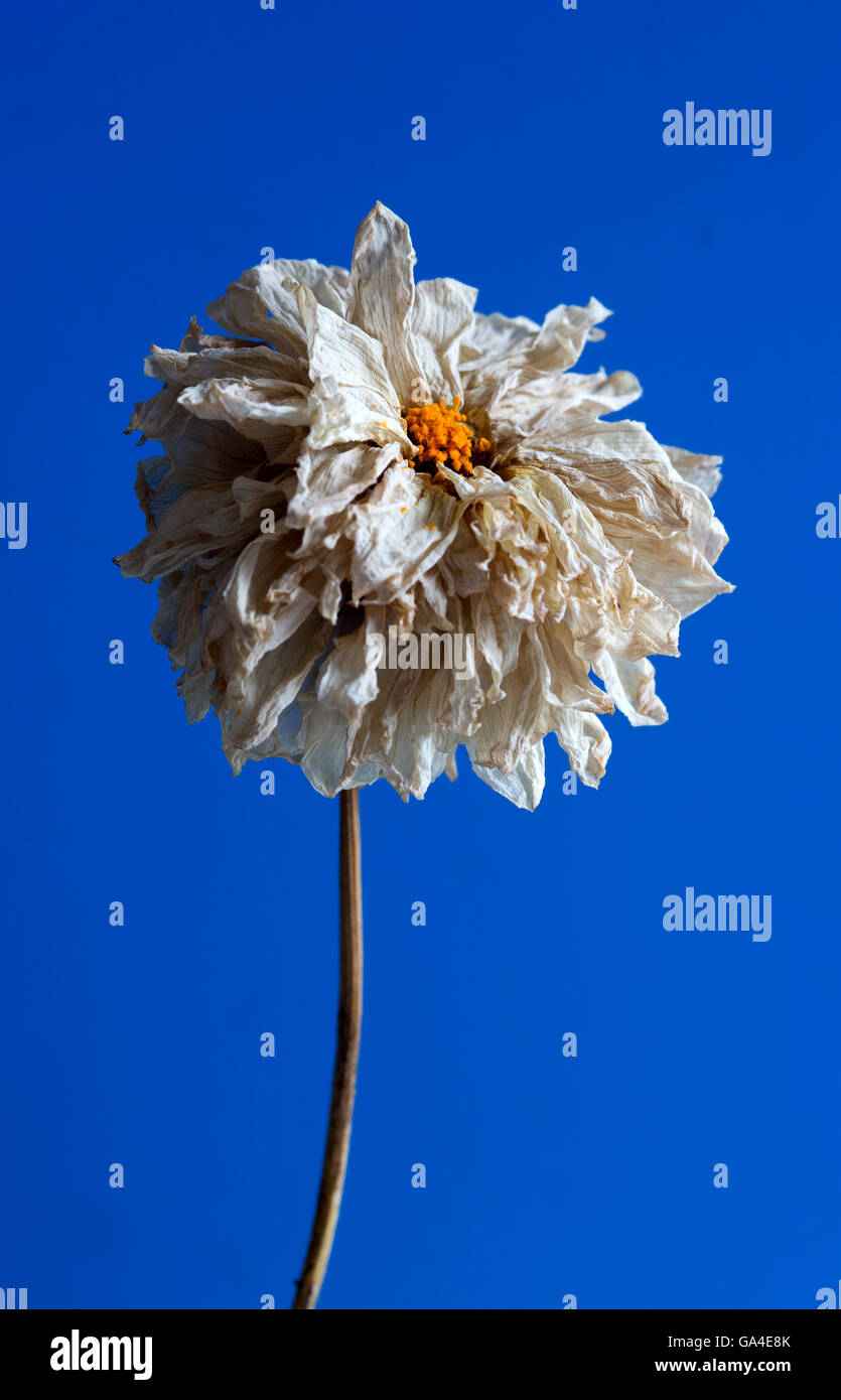 Decaying, old dahlia flower pictured against a bright blue backdrop ...