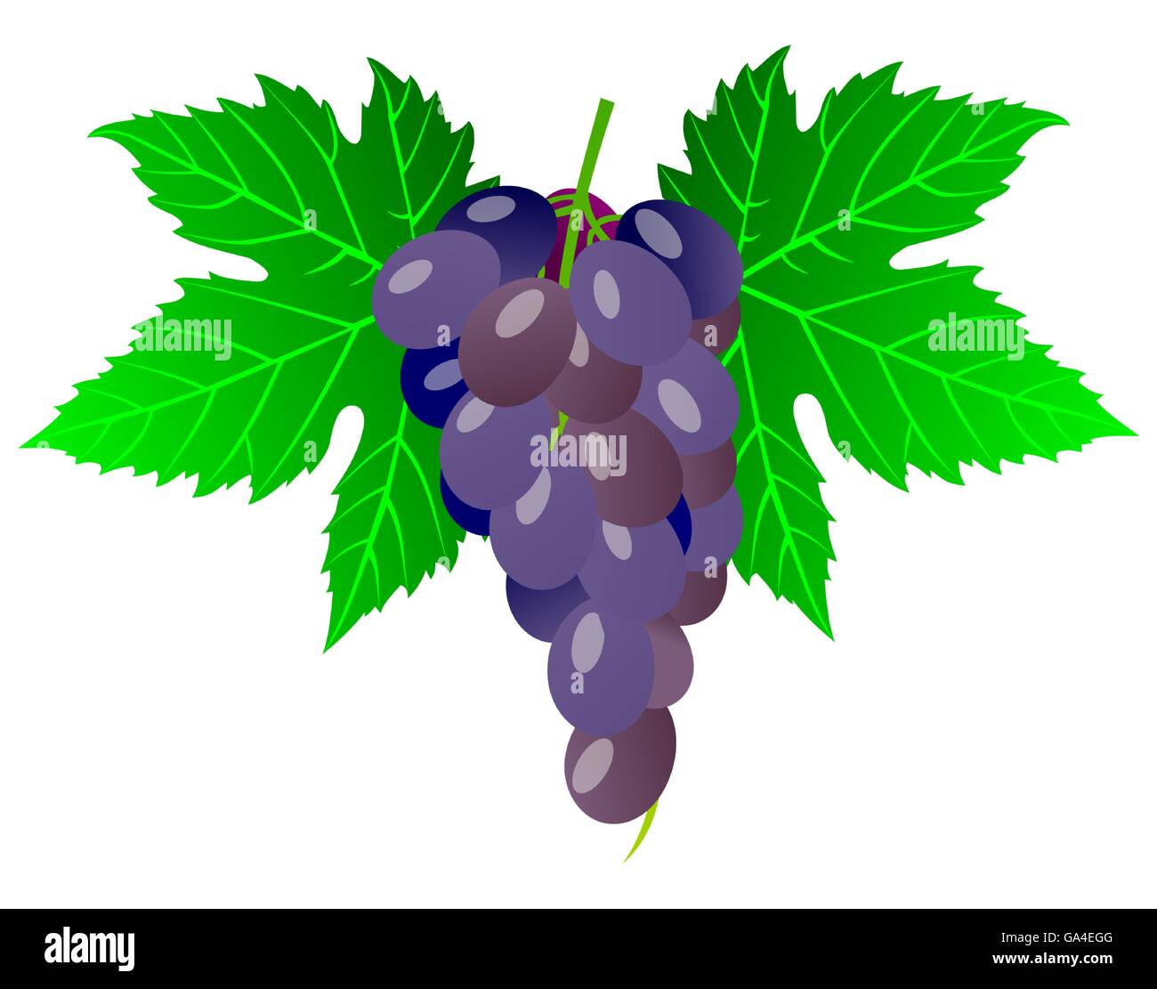 Blue grapes and green leaves Stock Vector Images - Alamy