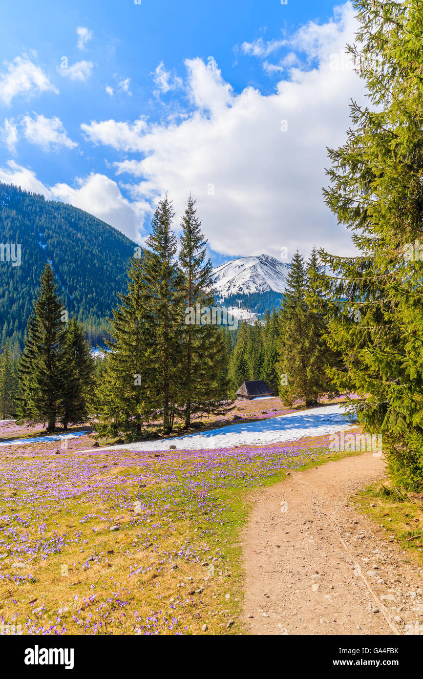 Hiking path in Chocholowska valley in spring season, Tatra Mountains ...