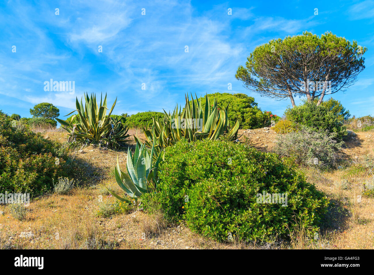Green plants on meadow with pine tree in background, Algarve region ...