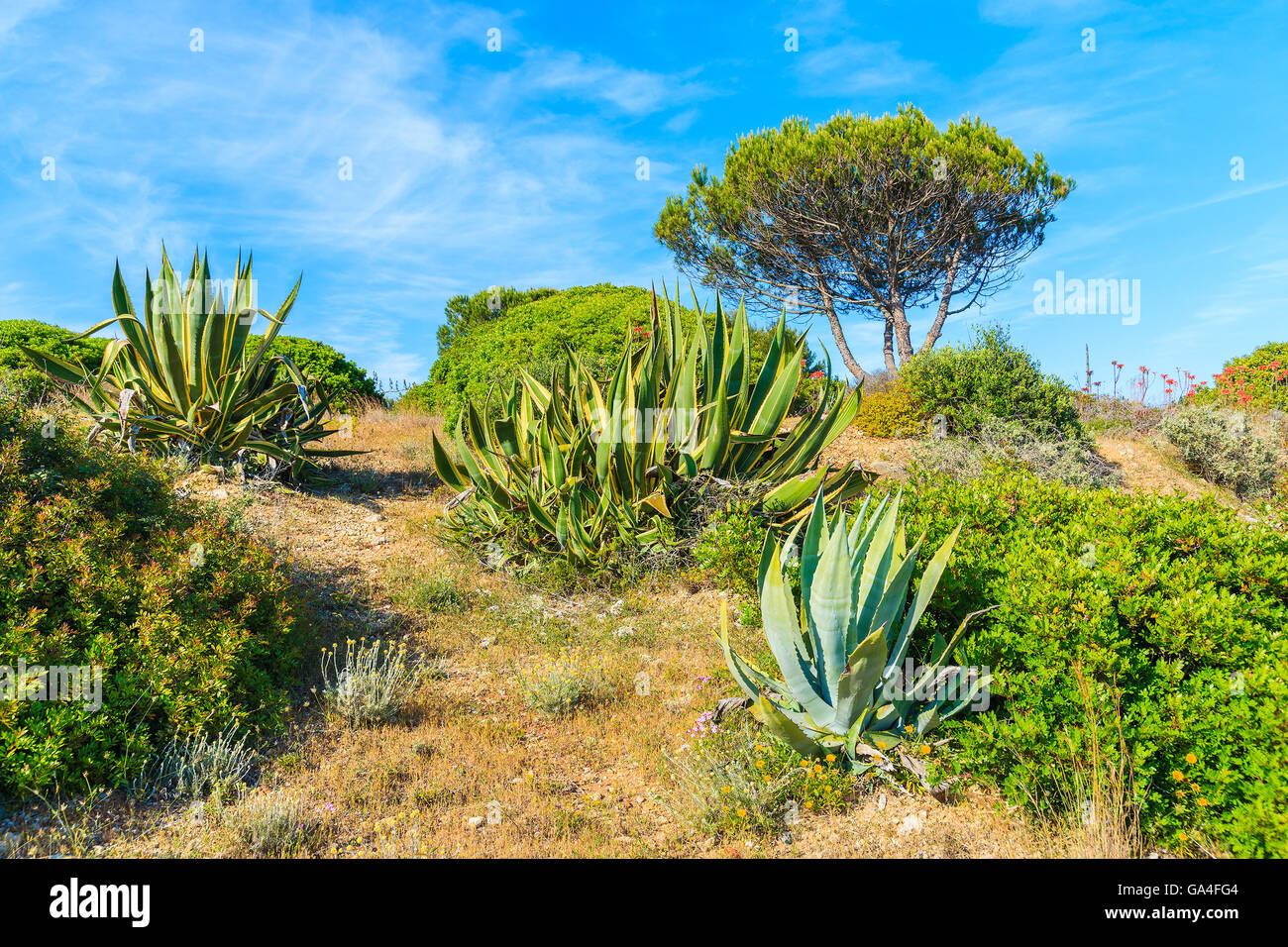 Green agave plants on meadow with pine tree in background, Algarve ...