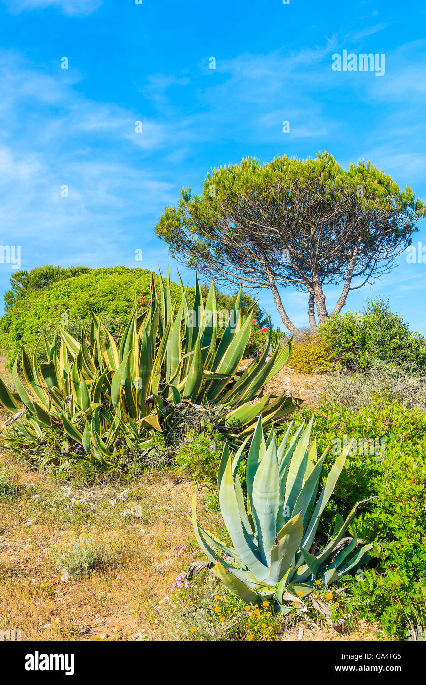 Green agave plants on meadow with pine tree in background, Algarve ...