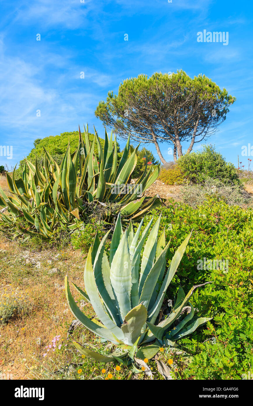 Pine tree portugal hi-res stock photography and images - Alamy