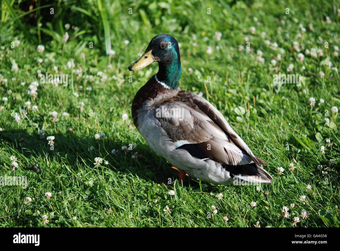 Mallard in grass Stock Photo - Alamy