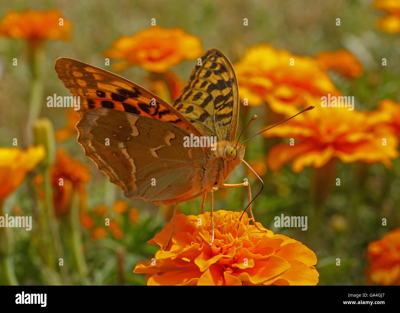 Cardinal butterfly on marigold flower Stock Photo - Alamy