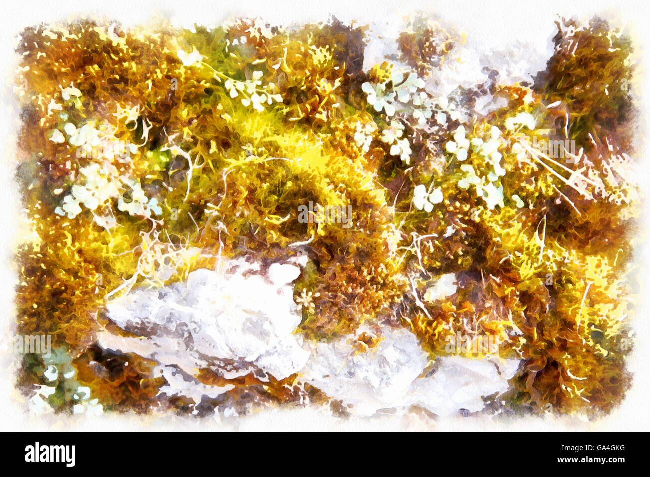 background illustration with moos and stone forest motive Stock Photo ...