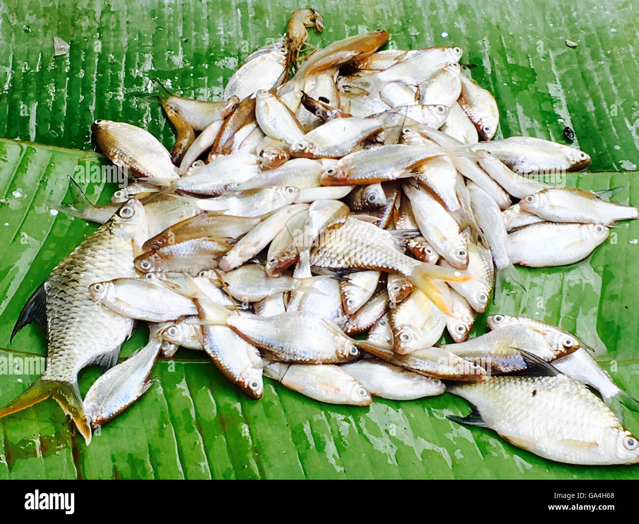 Farmer in laos hi-res stock photography and images - Alamy