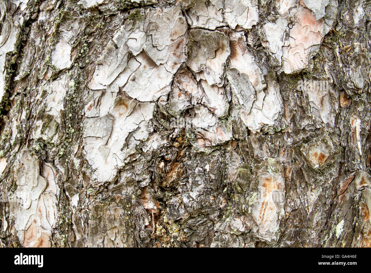 Tree bark texture background Stock Photo - Alamy