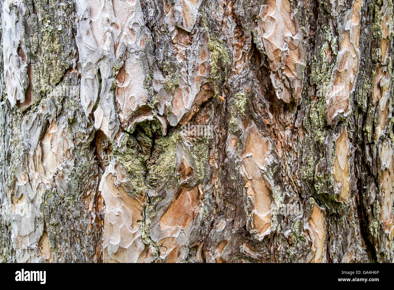 Tree bark texture background Stock Photo - Alamy