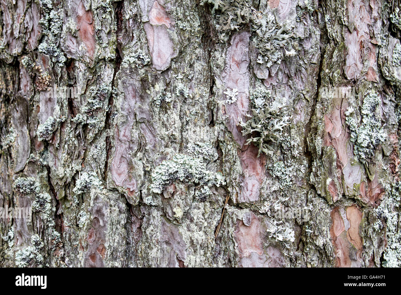 Tree bark texture background Stock Photo - Alamy