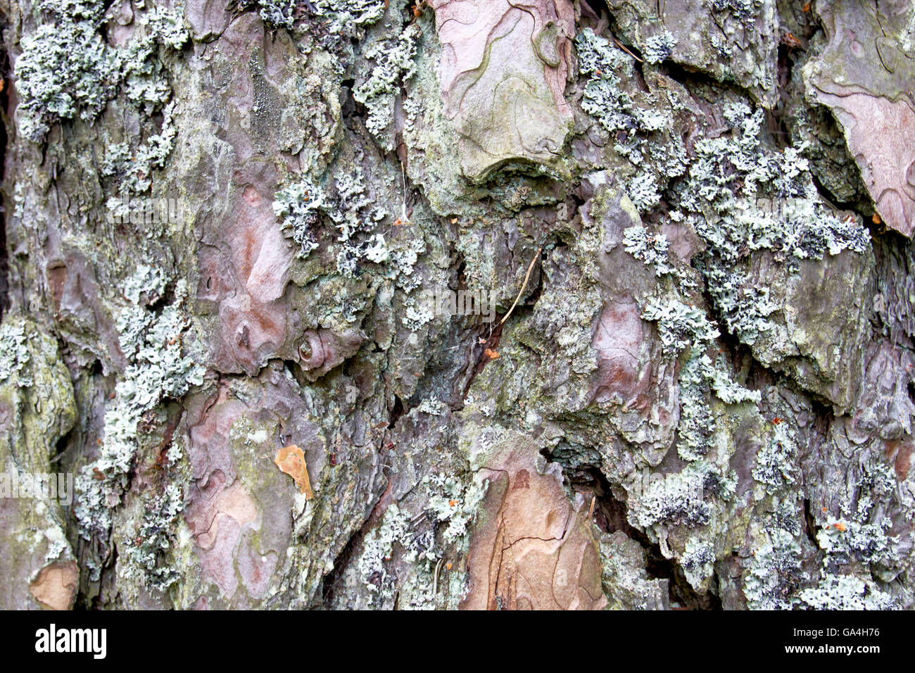 Tree bark texture background Stock Photo - Alamy
