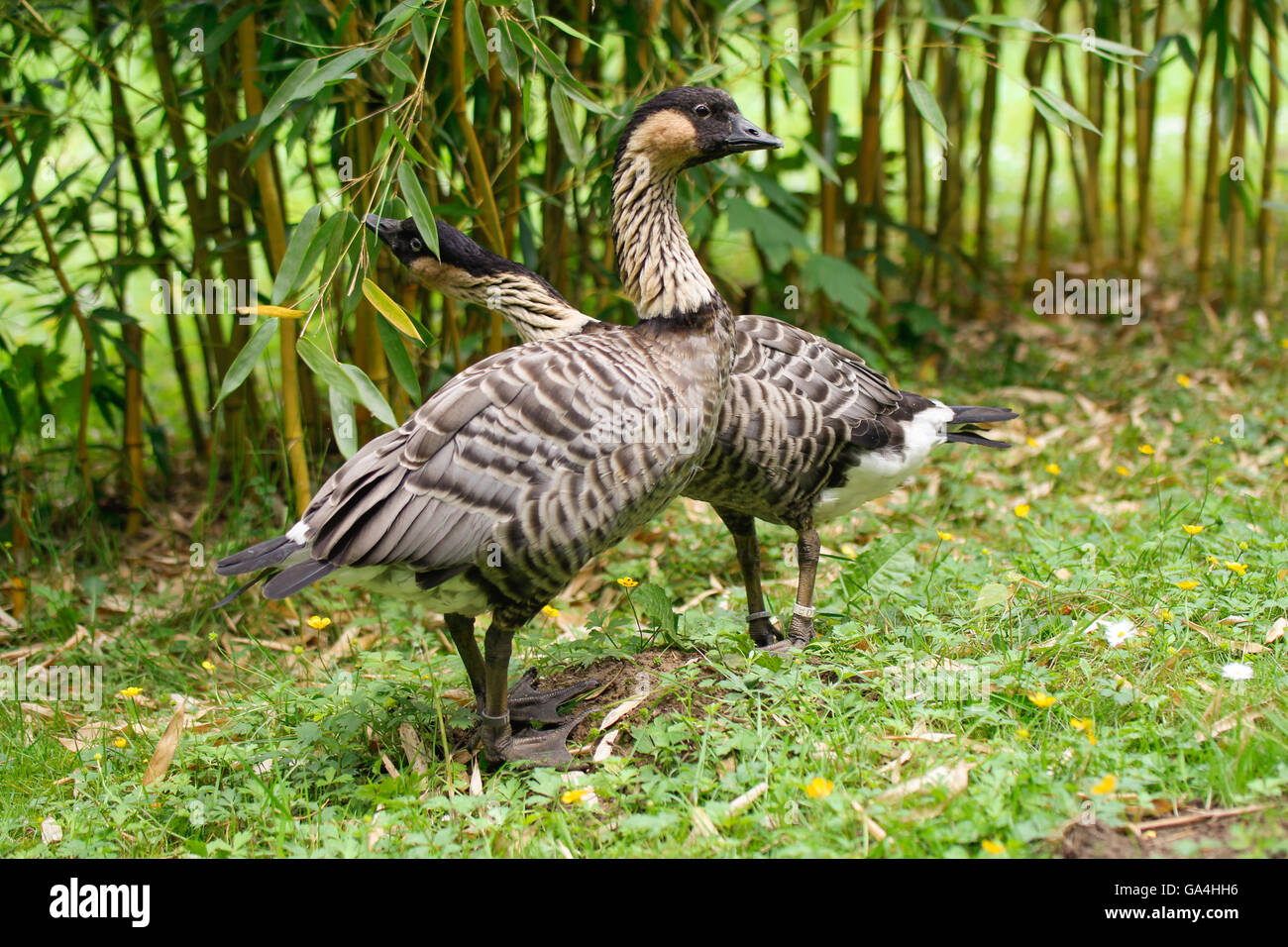 Grey bill bird hi-res stock photography and images - Alamy