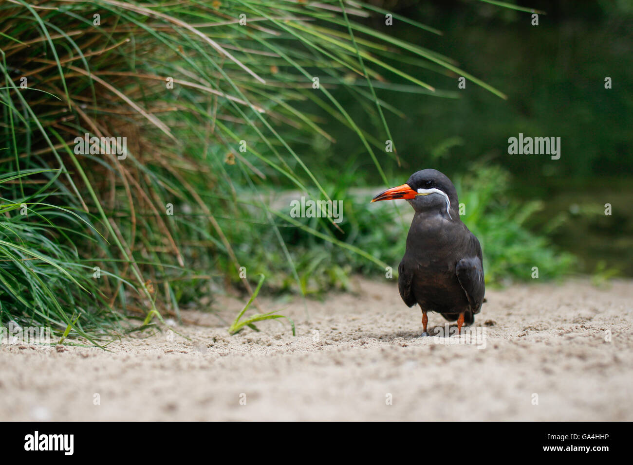 inka tern bird Stock Photo - Alamy