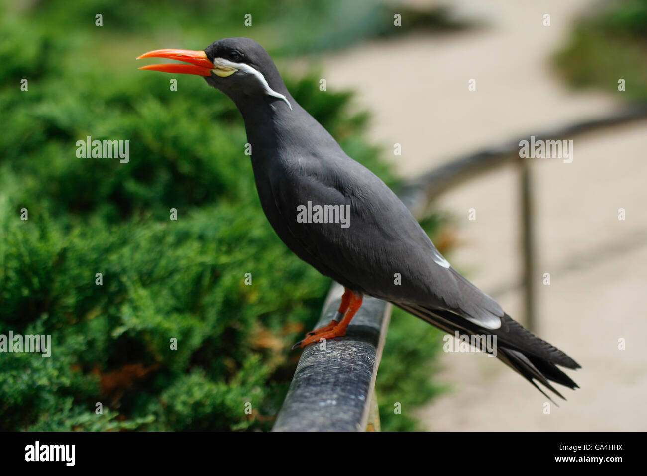 inka tern bird Stock Photo - Alamy